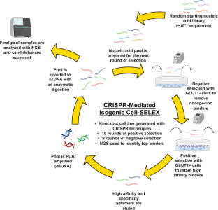 CRISPR-Mediated Isogenic Cell-SELEX Approach for Generating Highly ...