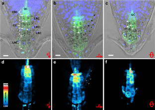 2-D Clinostat for Simulated Microgravity Experiments with Arabidopsis ...