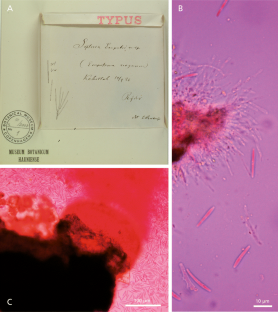 A new fungicolous Scolecobasidium (hyphomycetes) and Caducirostrum gen ...