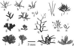 190 Years of Sargassum Taxonomy, Facing the Advent of DNA Phylogenies ...