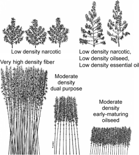 Evolution and Classification of Cannabis sativa (Marijuana, Hemp) in ...