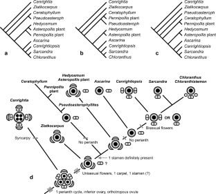 Phylogenetic Analyses of Cretaceous Fossils Related to Chloranthaceae ...