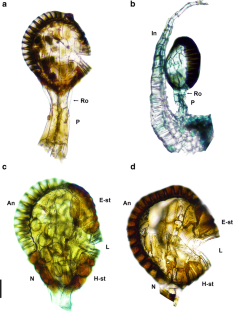 Sporangia and Spores in the Fern Genera Spicantopsis and Struthiopteris ...
