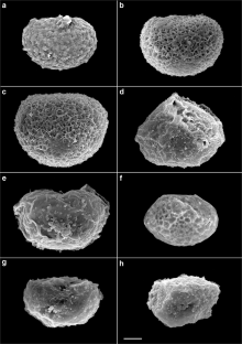 Sporangia and Spores in the Fern Genera Spicantopsis and Struthiopteris ...