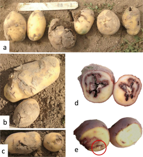 Symptom Expression of Mainstream and Specialty Potato Cultivars to ...
