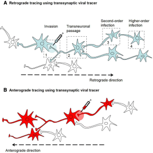 Trans-synaptic Neural Circuit-Tracing with Neurotropic Viruses ...