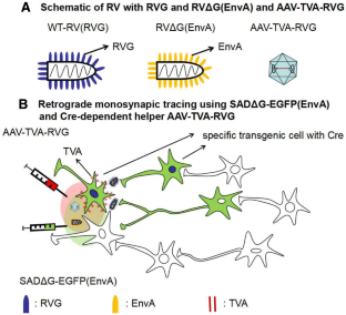 Trans-synaptic Neural Circuit-Tracing with Neurotropic Viruses ...