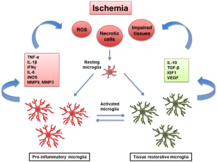 Dual Functions of Microglia in Ischemic Stroke | SpringerLink