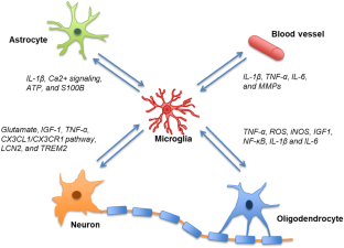Dual Functions of Microglia in Ischemic Stroke | SpringerLink
