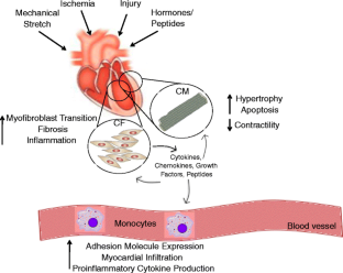 Cardiac Intercellular Communication: Are Myocytes and Fibroblasts Fair ...