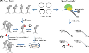 Target identification for biologically active small molecules using ...