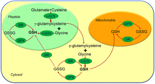 Glutathione in plants: biosynthesis and physiological role in ...
