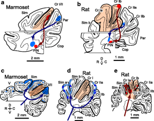Crus I in the Rodent Cerebellum: Its Homology to Crus I and II in the ...