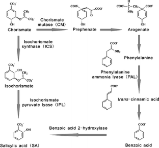 The Pathway and Regulation of Salicylic Acid Biosynthesis in ...