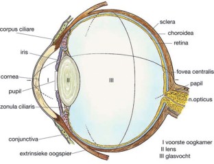 Het OOG ANATOMIE / FYSIOLOGIE | SpringerLink