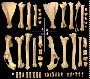 Red deer ( Cervus elaphus ) skeleton from the Early Bronze Age pit at ...