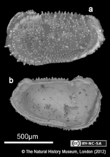 The ostracod genus Trachyleberis (Crustacea; Ostracoda) and its type ...