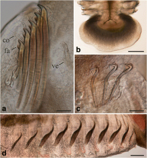 First report of the polychaete Polydora hoplura (Annelida: Spionidae ...