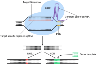 Review of CRISPR/Cas9 sgRNA Design Tools | SpringerLink