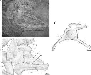 Reassessment of the Middle Triassic rauisuchian archosaurs Ticinosuchus ...