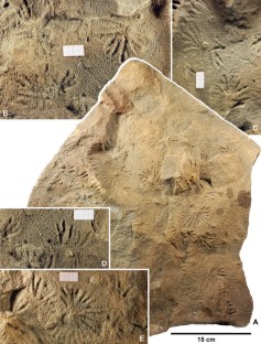 The rosetted trace fossil Dactyloidites ottoi (Geinitz, 1849) from the ...