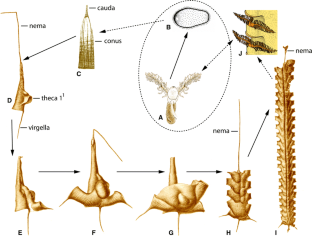 Graptolite reconstructions and interpretations | SpringerLink