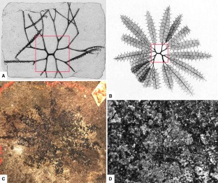 Graptolite reconstructions and interpretations | SpringerLink
