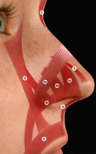 Klinische Anatomie der äußeren Nase | SpringerLink