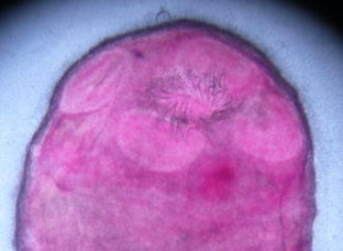 Prevalence and morphological characterisation of Cysticercus ...