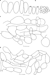 A monograph of Micropsalliota in Northern Thailand based on ...