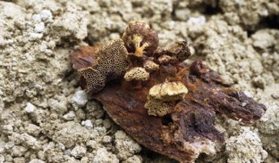 Hymenochaetaceae (Basidiomycota) in China | SpringerLink