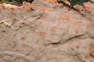 Hymenochaetaceae (Basidiomycota) in China | SpringerLink