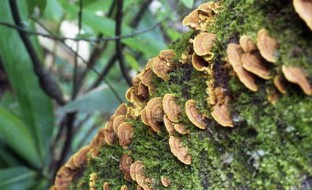 Hymenochaetaceae (Basidiomycota) in China | SpringerLink