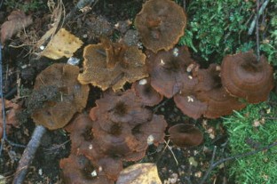 Hymenochaetaceae (Basidiomycota) in China | SpringerLink