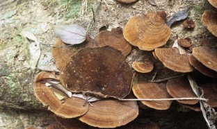 Hymenochaetaceae (Basidiomycota) in China | SpringerLink