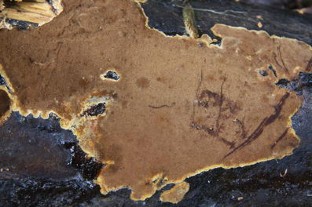 Hymenochaetaceae (Basidiomycota) in China | SpringerLink