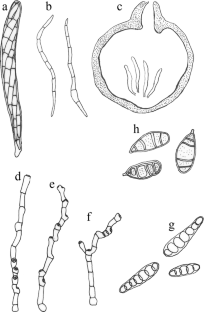 Cochliobolus : an overview and current status of species | SpringerLink