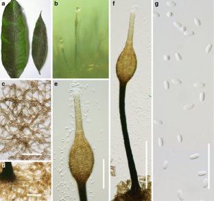 Capnodiaceae | SpringerLink