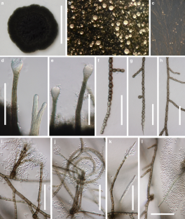 Capnodiaceae | SpringerLink