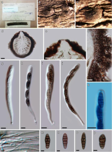 Families of Dothideomycetes | SpringerLink
