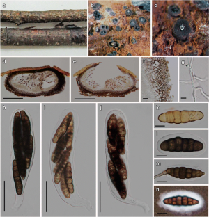 Families of Dothideomycetes | SpringerLink