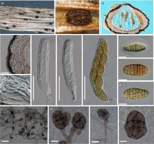 Families of Dothideomycetes | SpringerLink