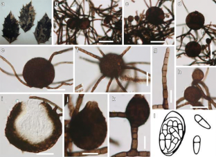 Families of Dothideomycetes | SpringerLink