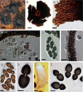 Families of Dothideomycetes | SpringerLink
