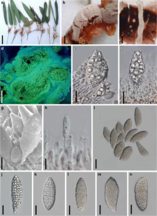 Families of Dothideomycetes | SpringerLink