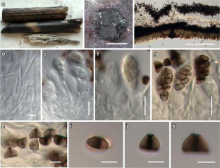 Families of Dothideomycetes | SpringerLink