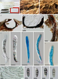 Families of Dothideomycetes | SpringerLink