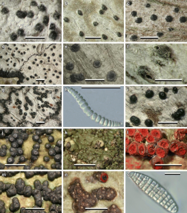Families of Dothideomycetes | SpringerLink