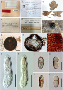 Families of Dothideomycetes | SpringerLink