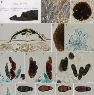 Families of Dothideomycetes | SpringerLink